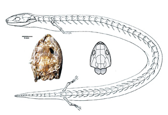 精品推介----中国科学院古脊椎动物与古人类研究所