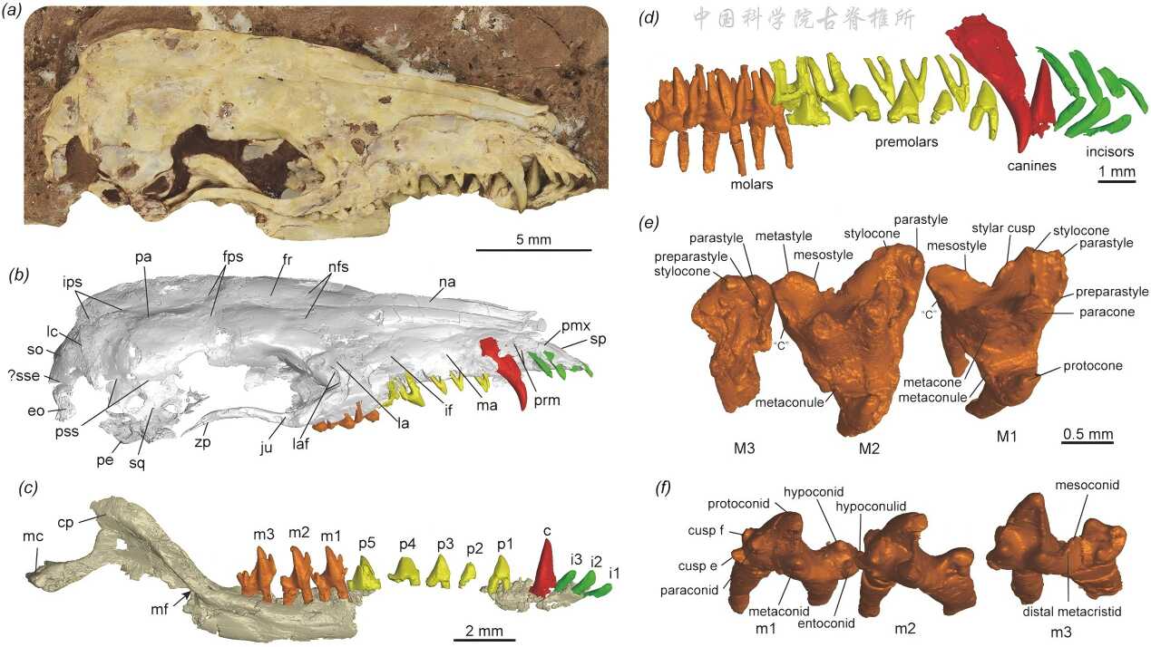真兽-后兽演化分异模式----中国科学院古脊椎动物与古人类研究所